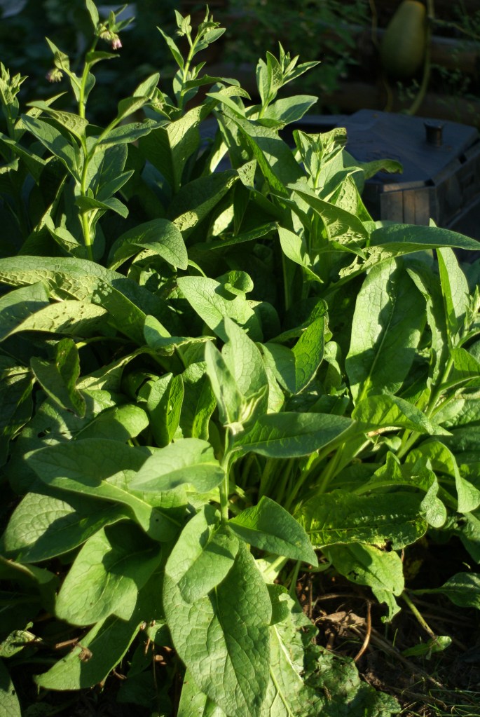 Comfrey For The Garden & Orchard – The Fruit Nut