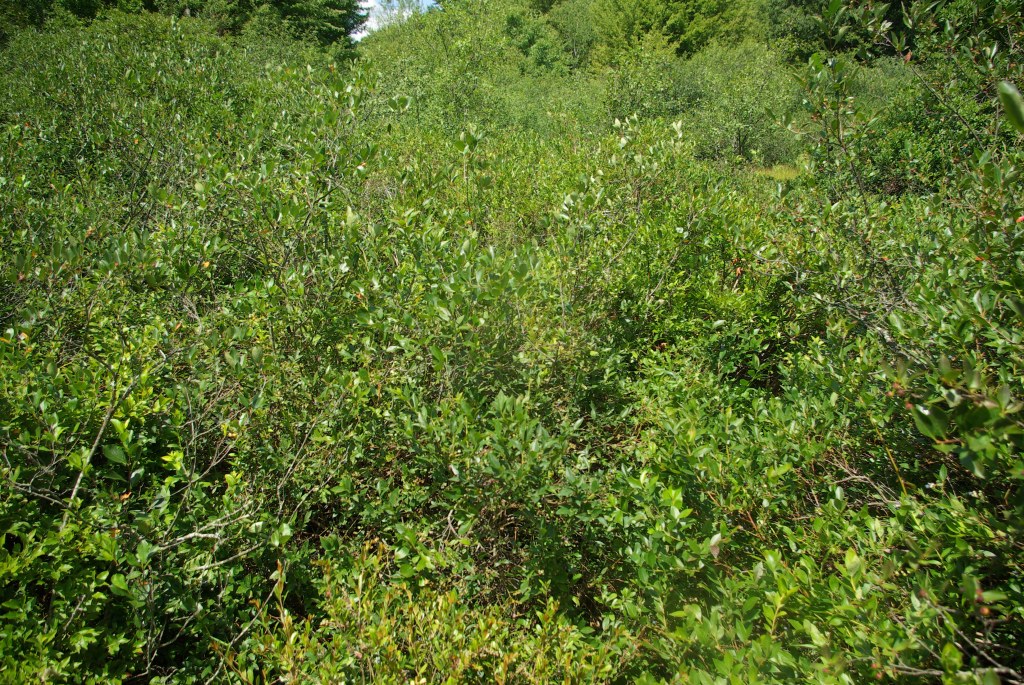 foraging – The Fruit Nut