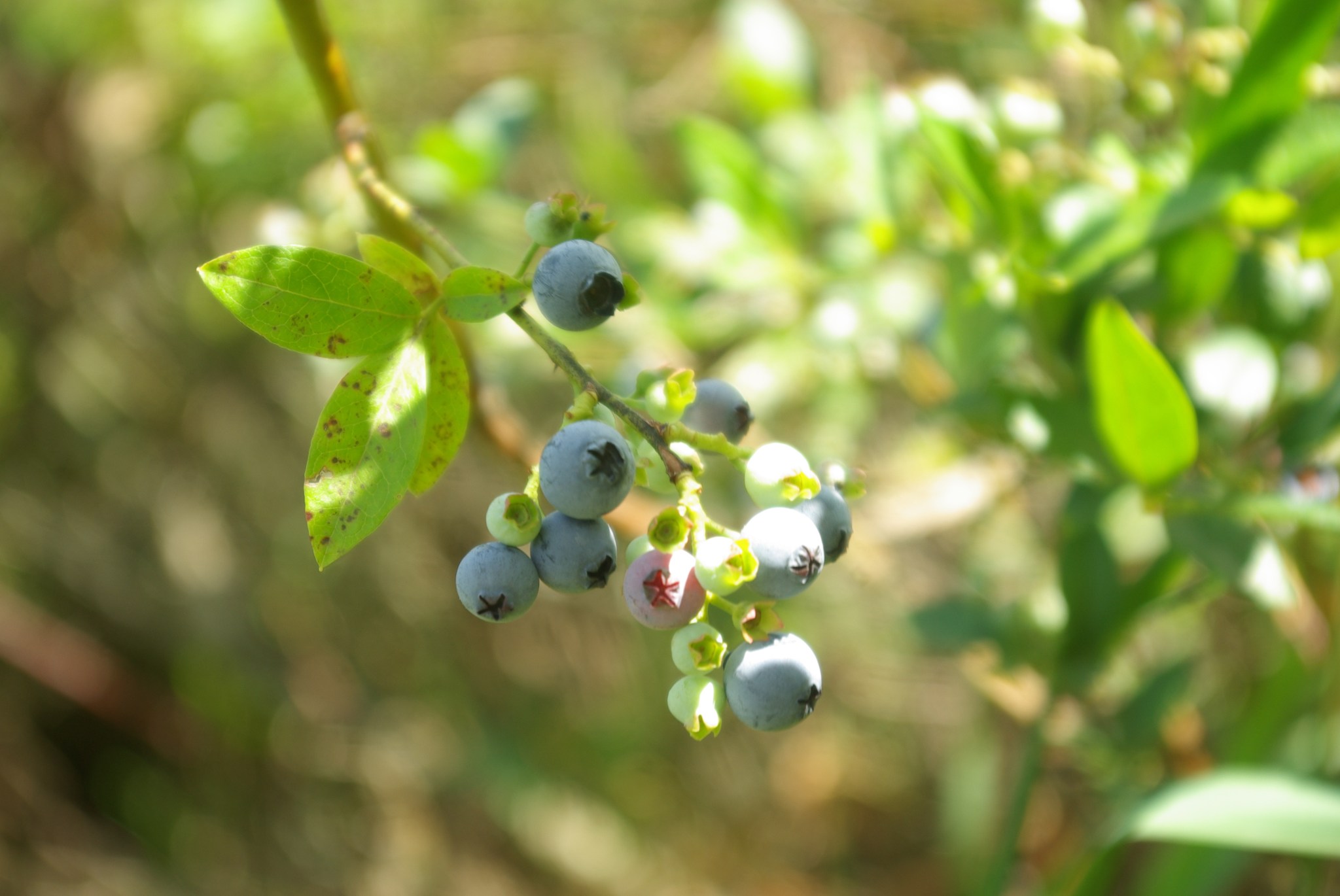 foraging – The Fruit Nut