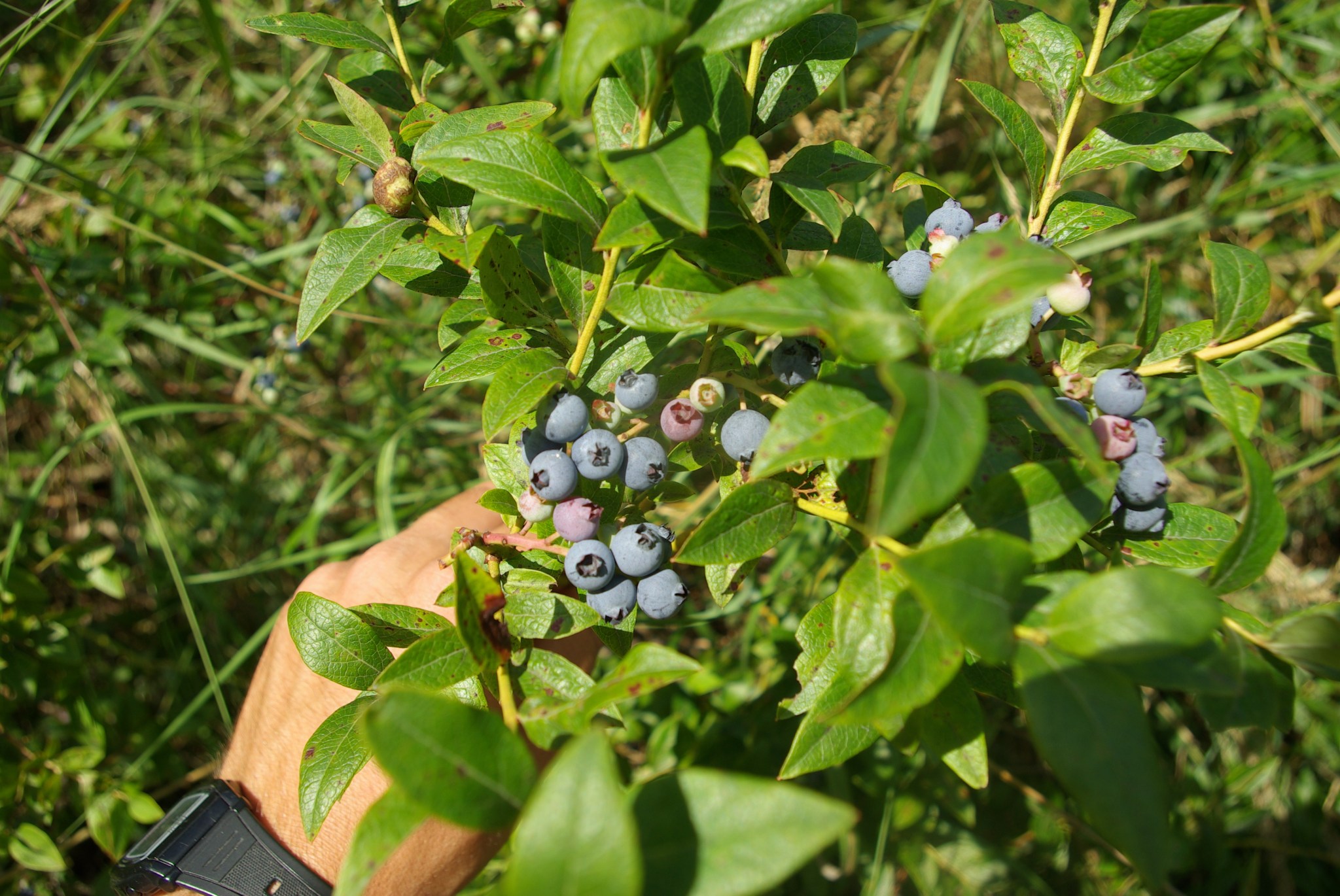 foraging – The Fruit Nut