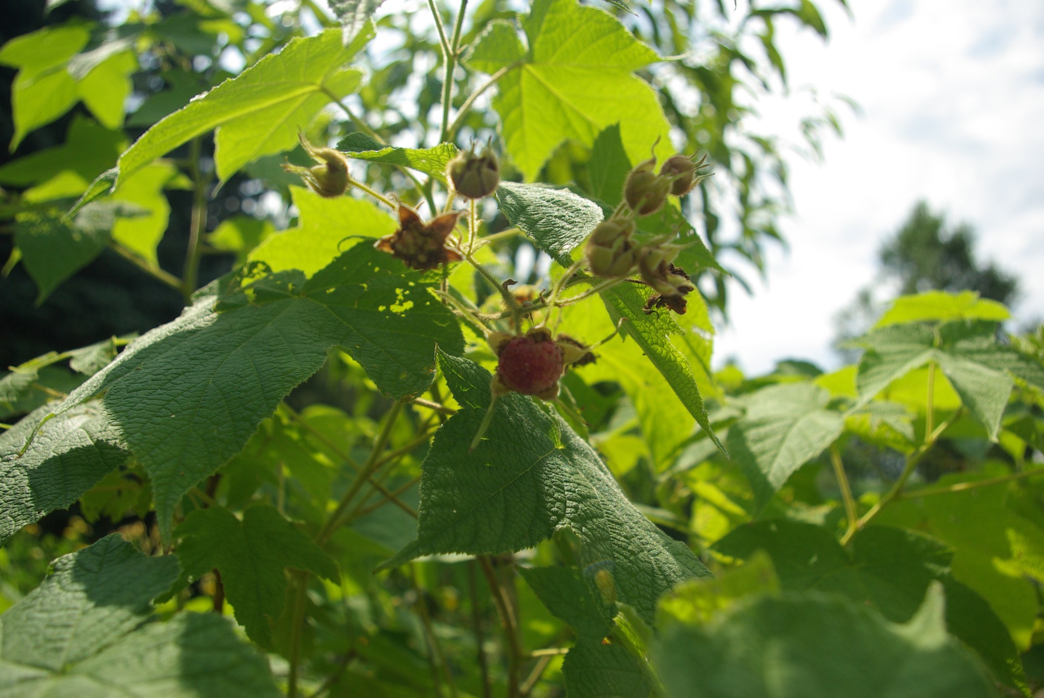 Purple-Flowering Raspberry: An Ornamental Edible – The Fruit Nut