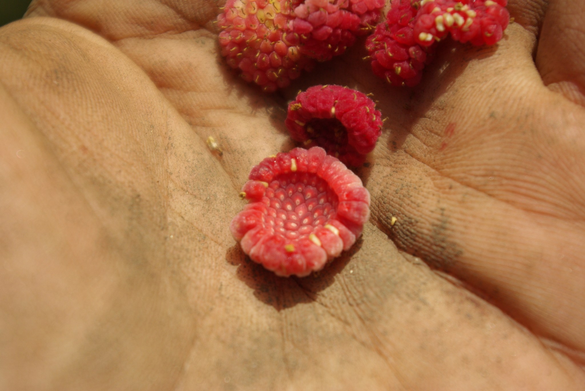 Purple-Flowering Raspberry: An Ornamental Edible – The Fruit Nut