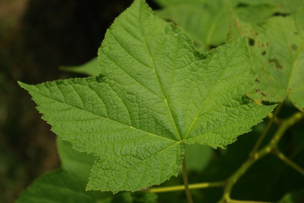 Purple-Flowering Raspberry: An Ornamental Edible – The Fruit Nut