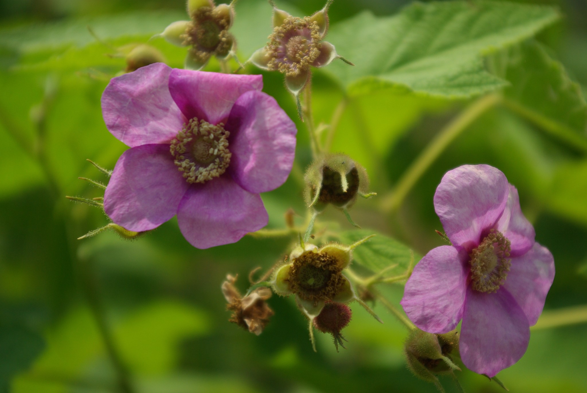 Purple-Flowering Raspberry: An Ornamental Edible – The Fruit Nut