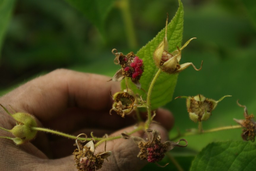 Purple-Flowering Raspberry: An Ornamental Edible – The Fruit Nut