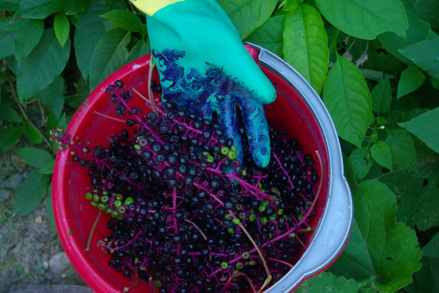 Making Ink From Berries: By Dana Driscoll – The Fruit Nut