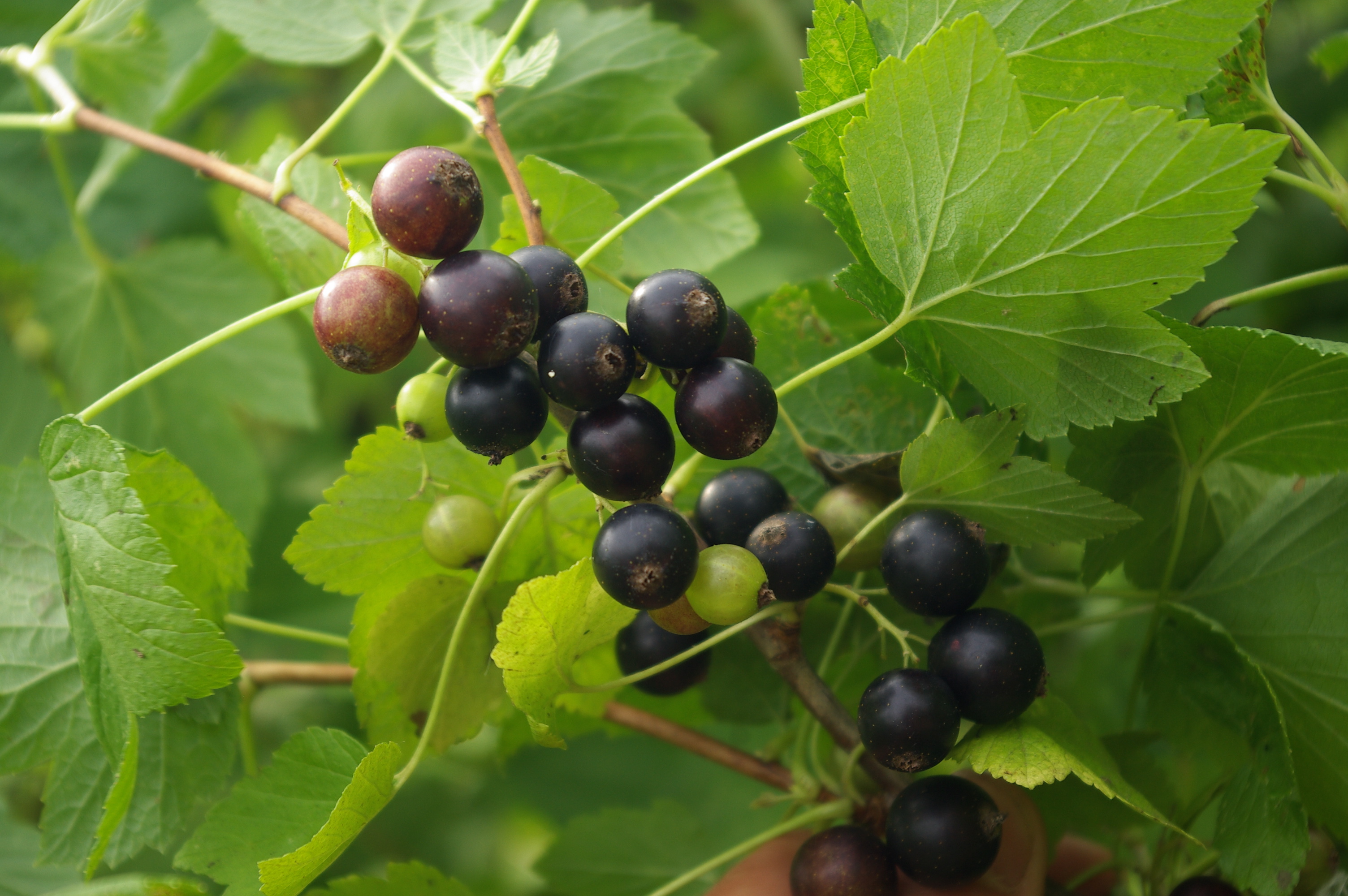 Black Currant (Ribes nigrum) – The Fruit Nut