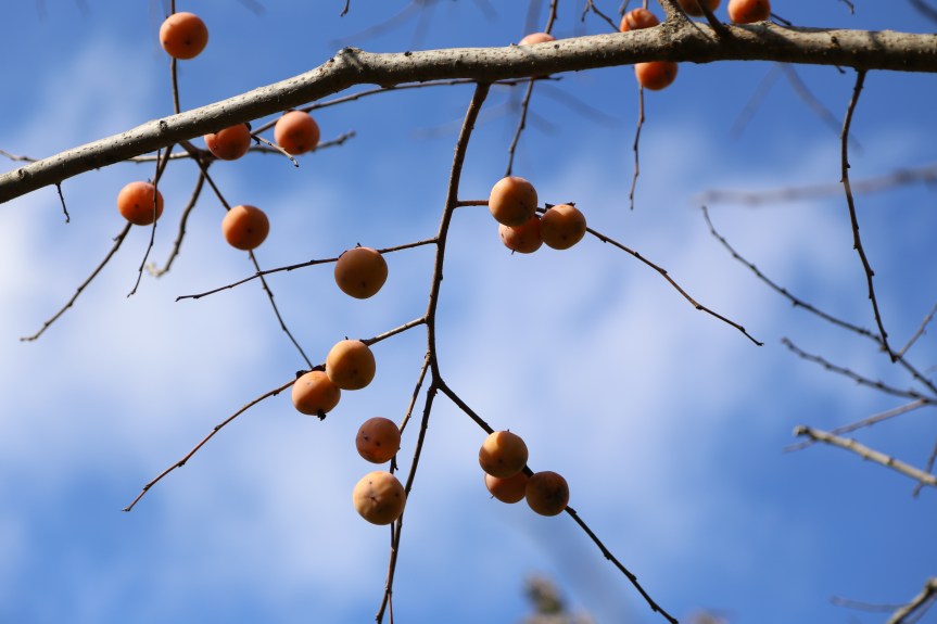 American Persimmon (Diospyros virginiana) – The Fruit Nut