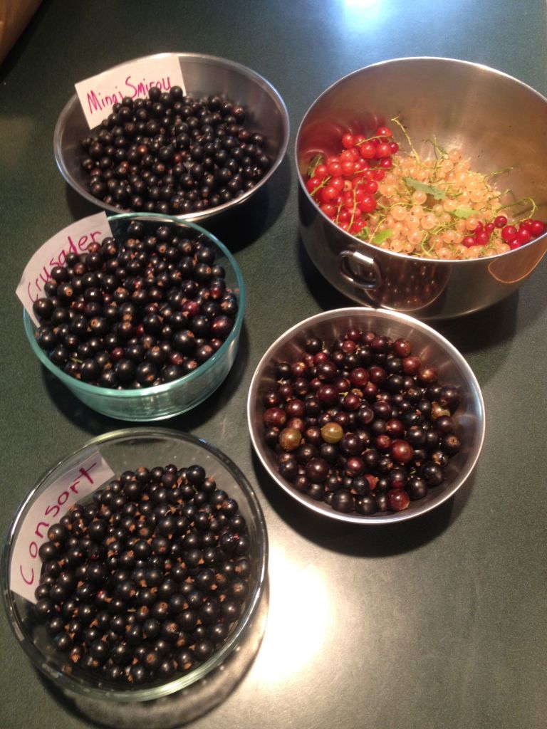 Blog – The Fruit Nut
