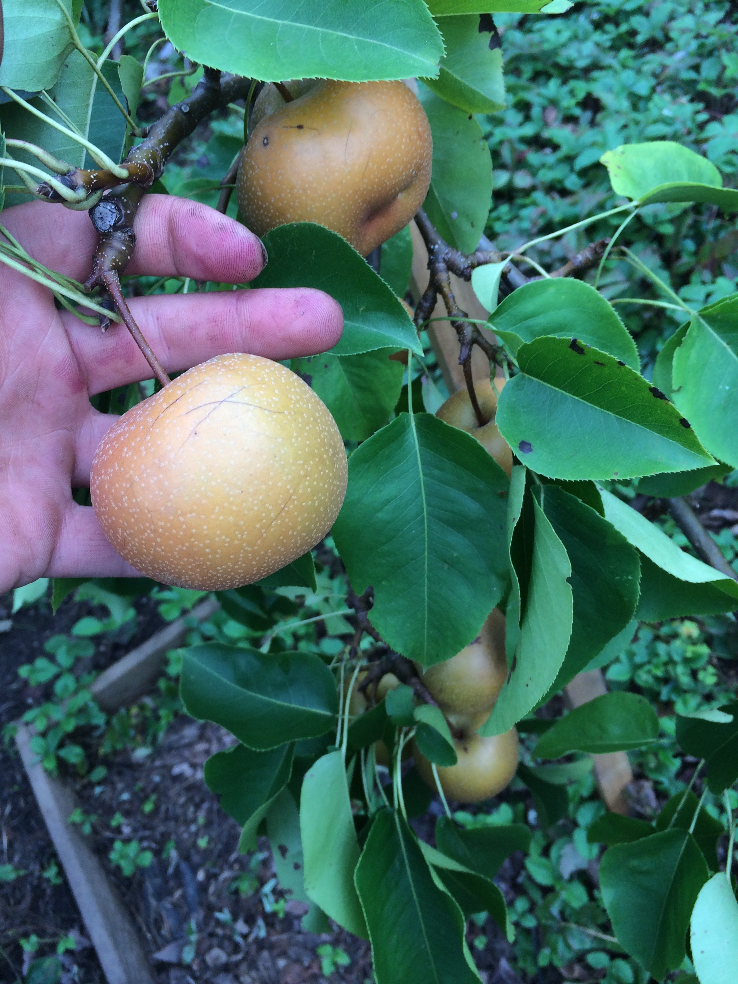 Blog – The Fruit Nut